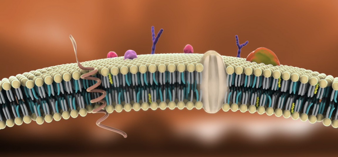Permeabilidade Seletiva da Membrana Plasmática - Biomedicina Online