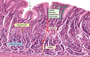 Principais Características da Histologia do Estômago – Biomedicina Online