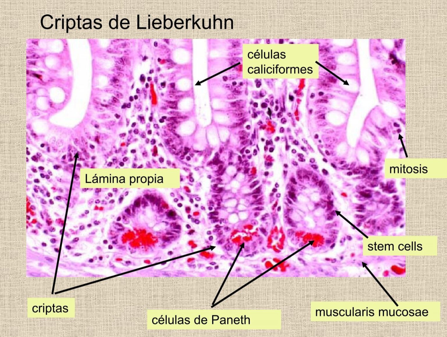 Fisiologia do Trato Gastrointestinal: Secreções e Enzimas Envolvidas na ...