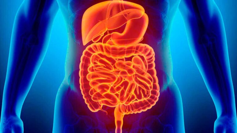 O Processo Digestivo: Como os Alimentos São Misturados e Movidos do ...